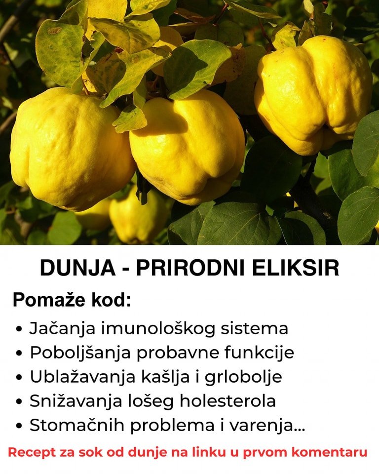 Dunja – Prirodni eliksir za zdravlje i kako napraviti sok od dunje - Info Tips